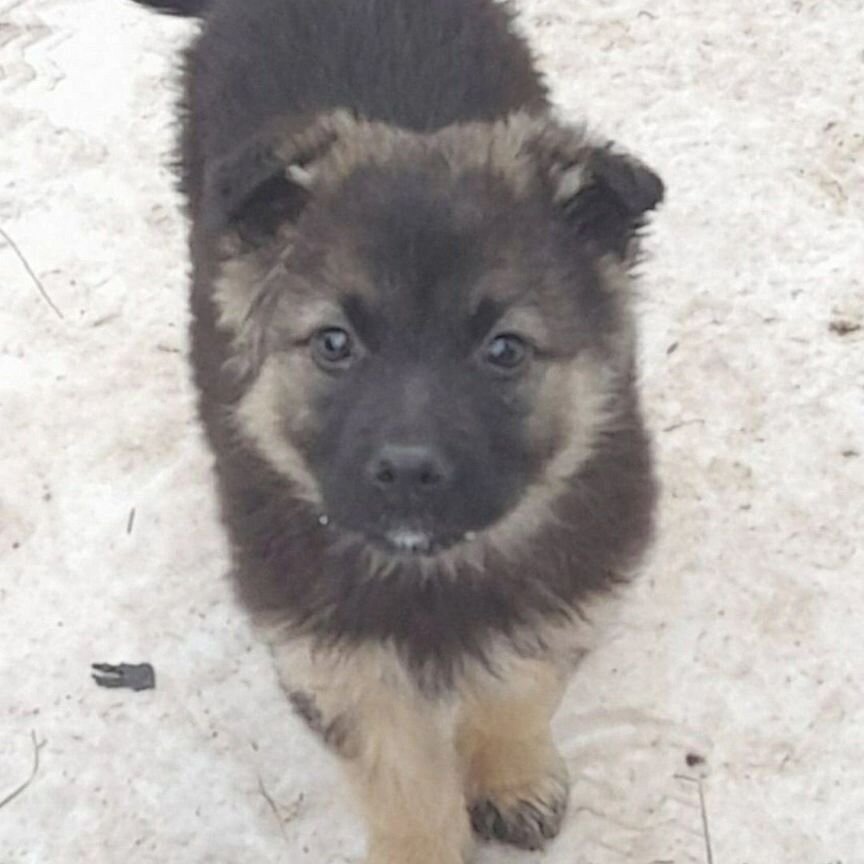 Кутята в добрые руки