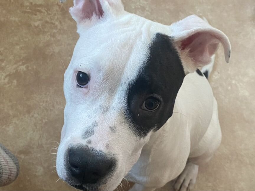 Стаффордширский терьер в добрые руки