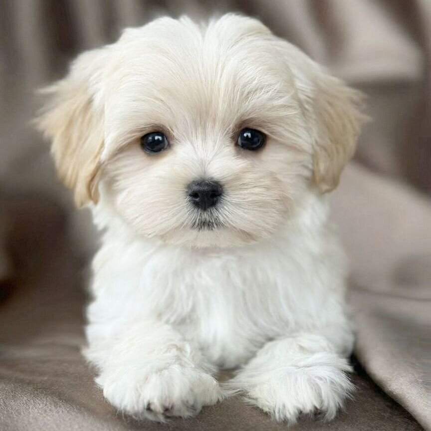 Мальтипу, щенок