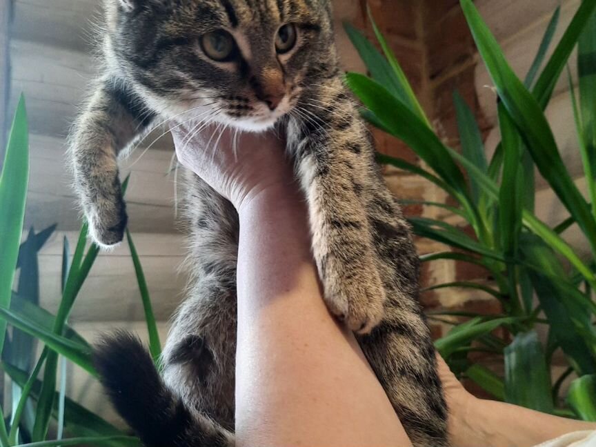 Котята подростки