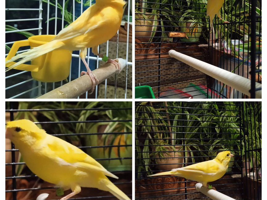 Канарейка с клеткой