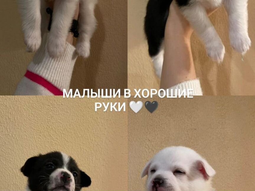 Щенок в добрые руки бесплатно