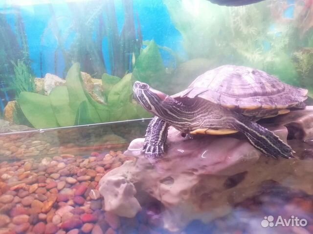 Взрослые красноухие черепахи в дар