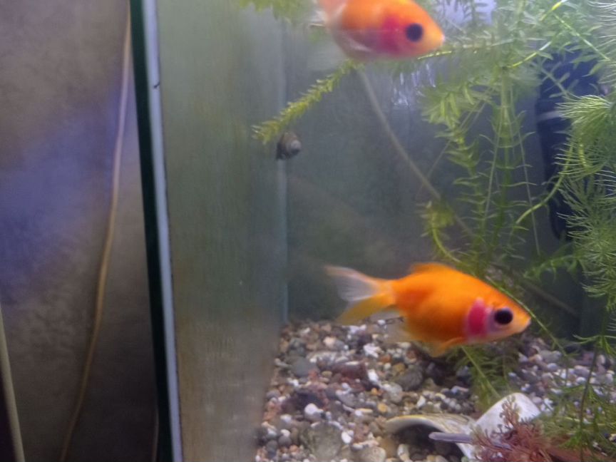 Отдам золотых рыбок