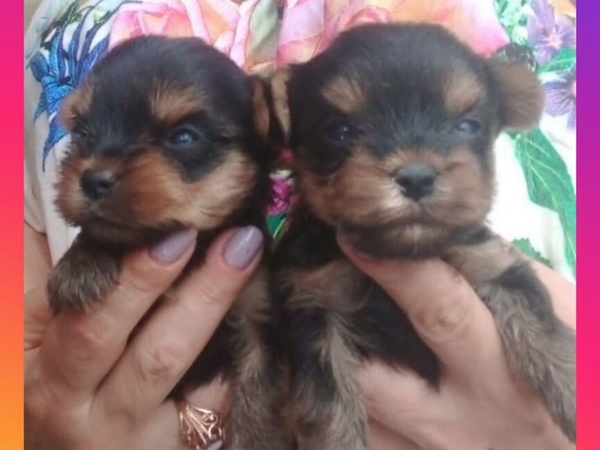 Йорширский терьер мальчики