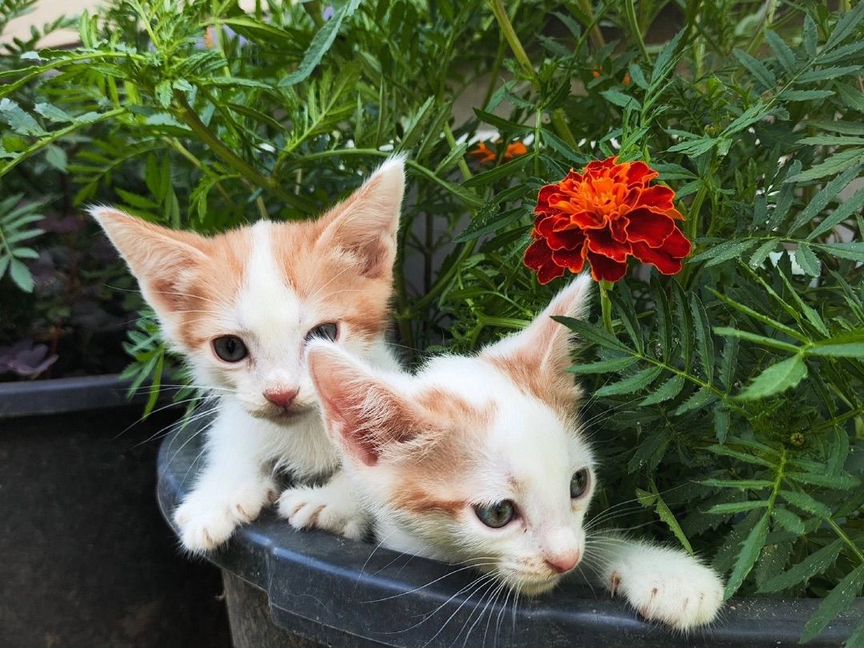 Кошка