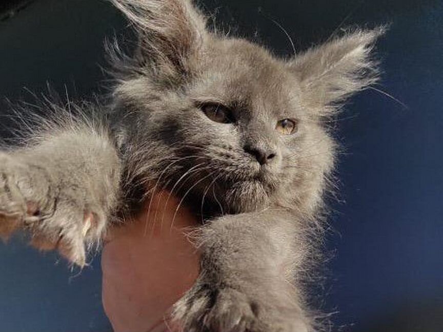 Мейн-кун мальчик голубой солид полидакт 6/6/6/6