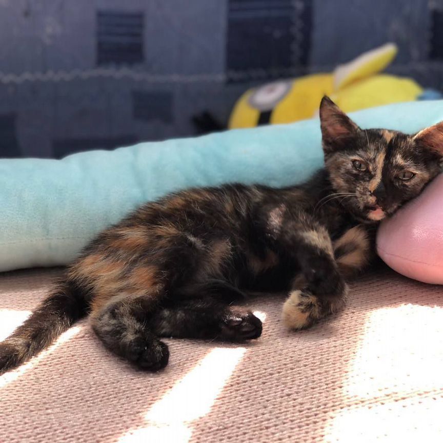 Кошечка в добрые руки