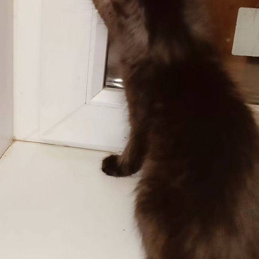 Котёнок чёрный