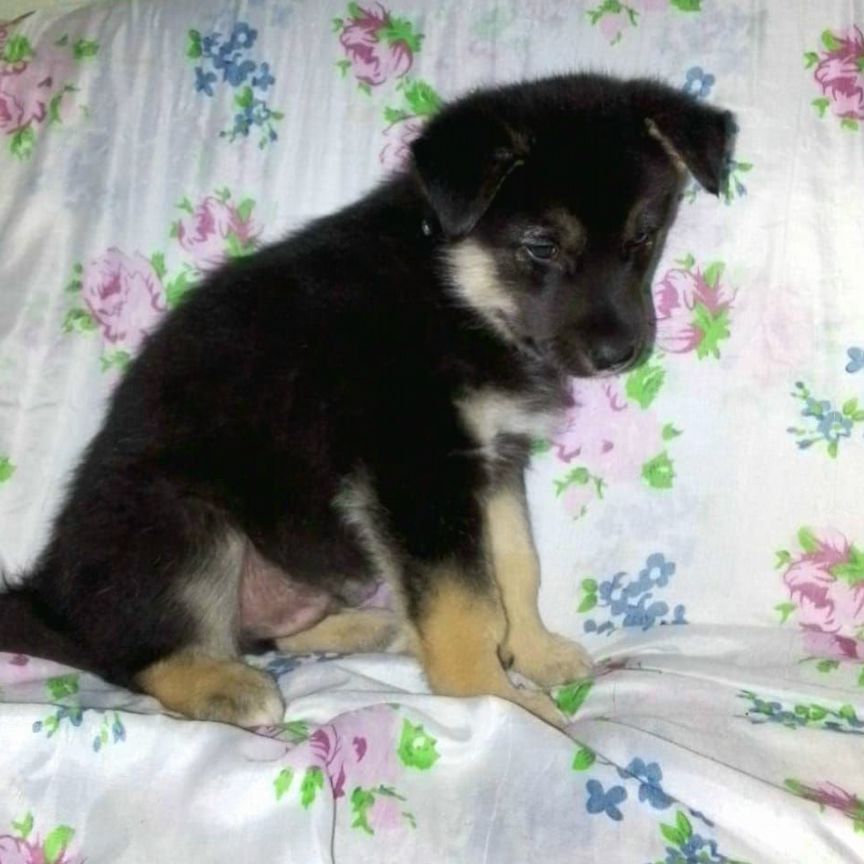 Карапузик ищет дом