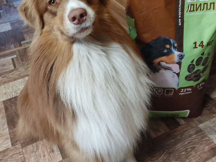 Вязка австралийская овчарка (аусси)