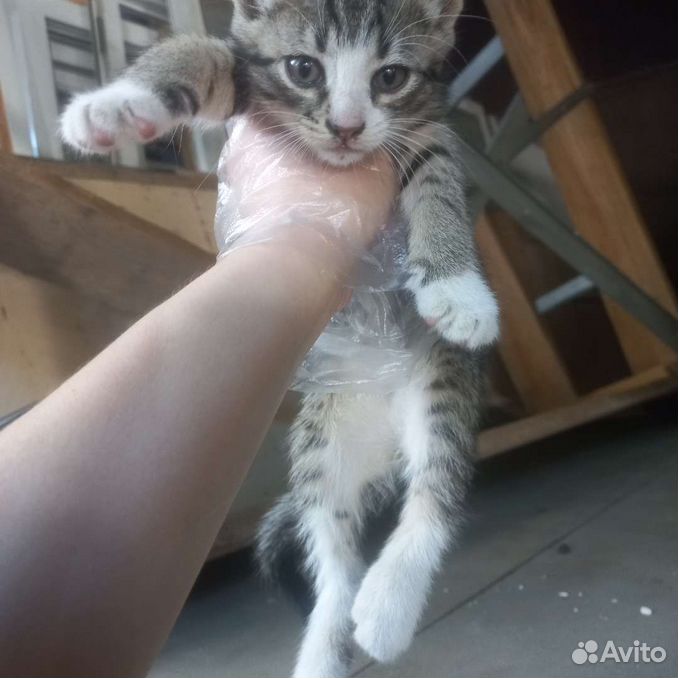 Тигрятки котятки