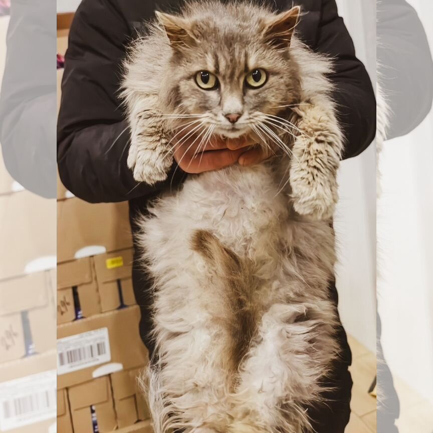 Взрослая, Девочка кошка в добрые руки