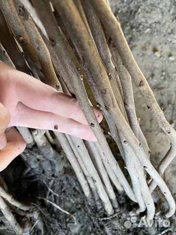 Саженцы хурмы Никитская бордовая купить в Краснодаре | Товары для дома ...