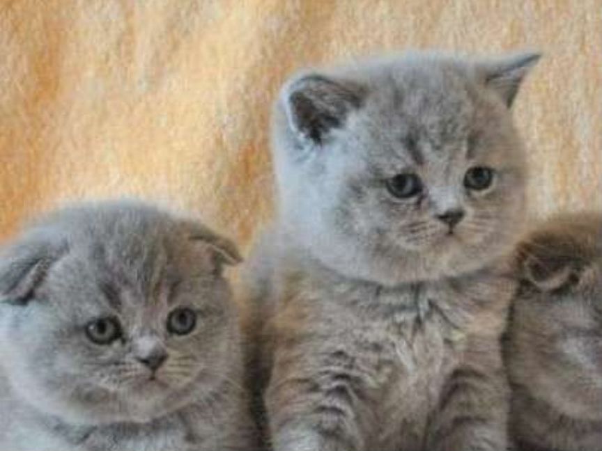 Возьму в дар котика