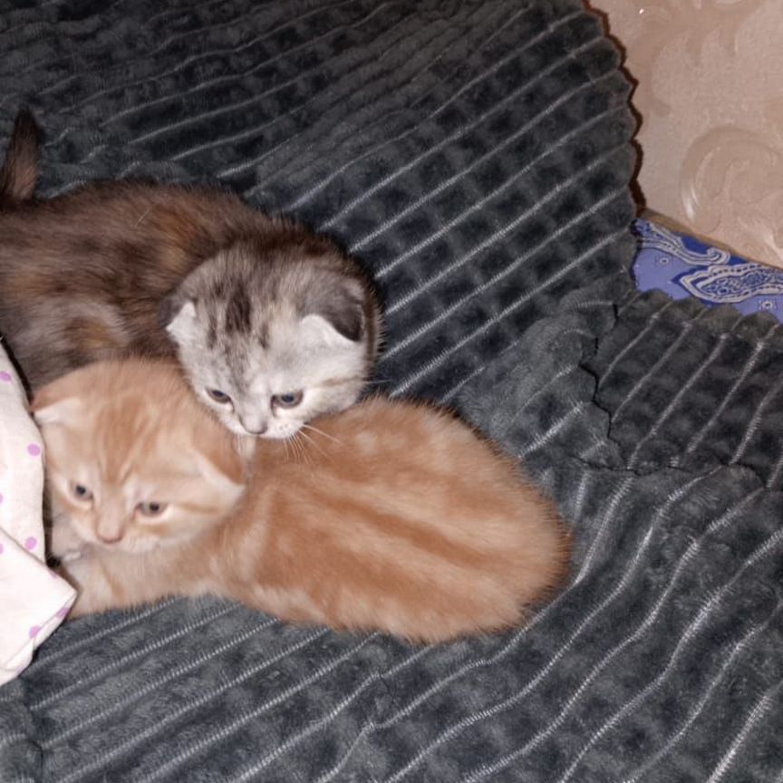 Шотландские вислоухие котята