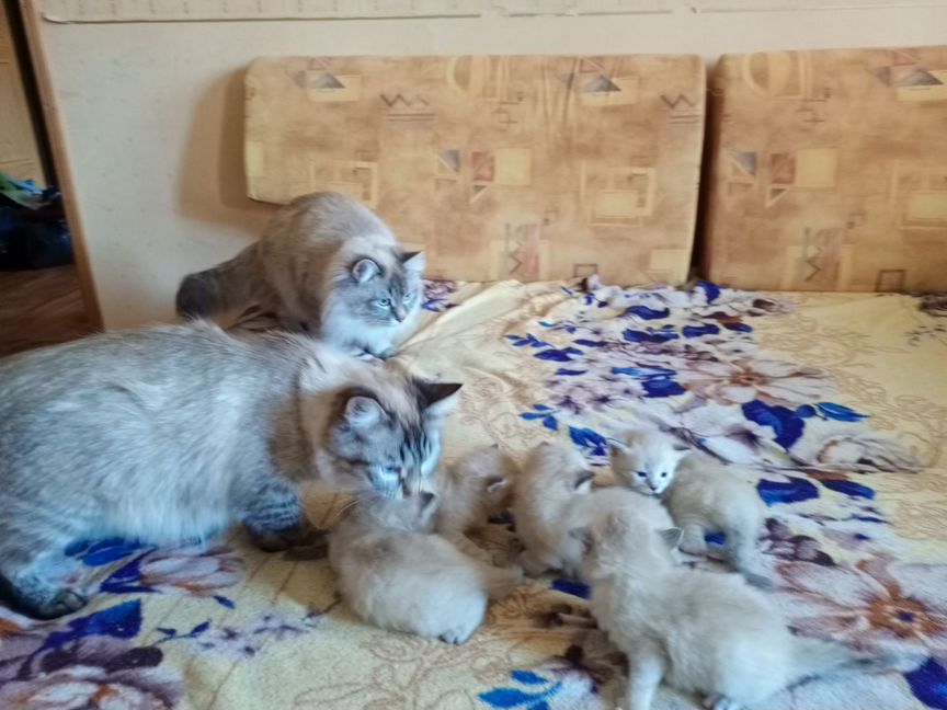 Невская маскарадная