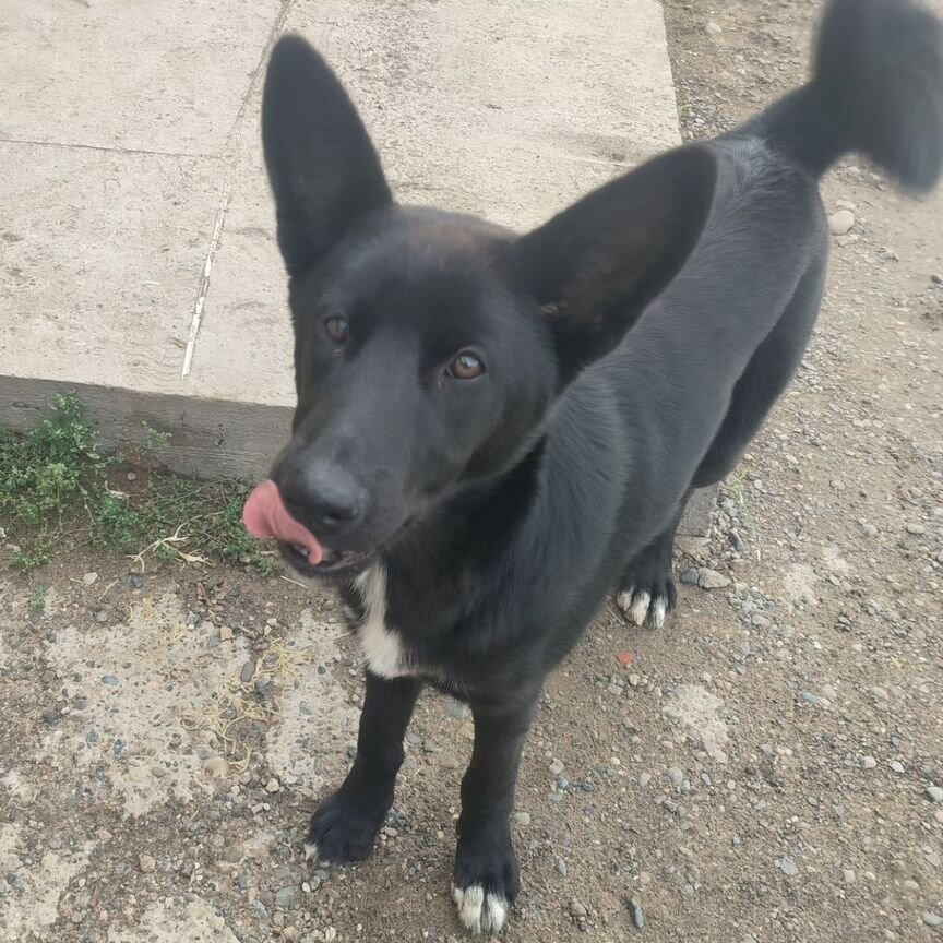 Щенок в добрые руки