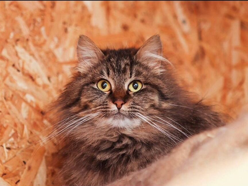 Кошечка ищет дом