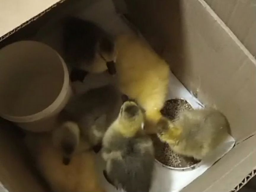 Гусята вывод 2.04