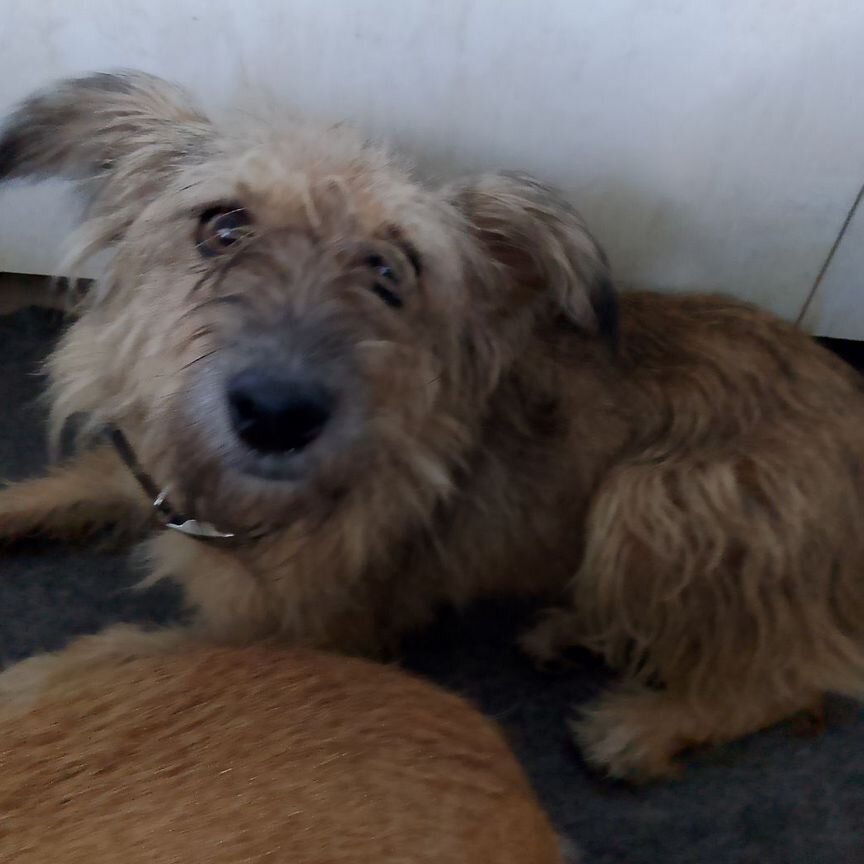 Отдам бесплатно собачку