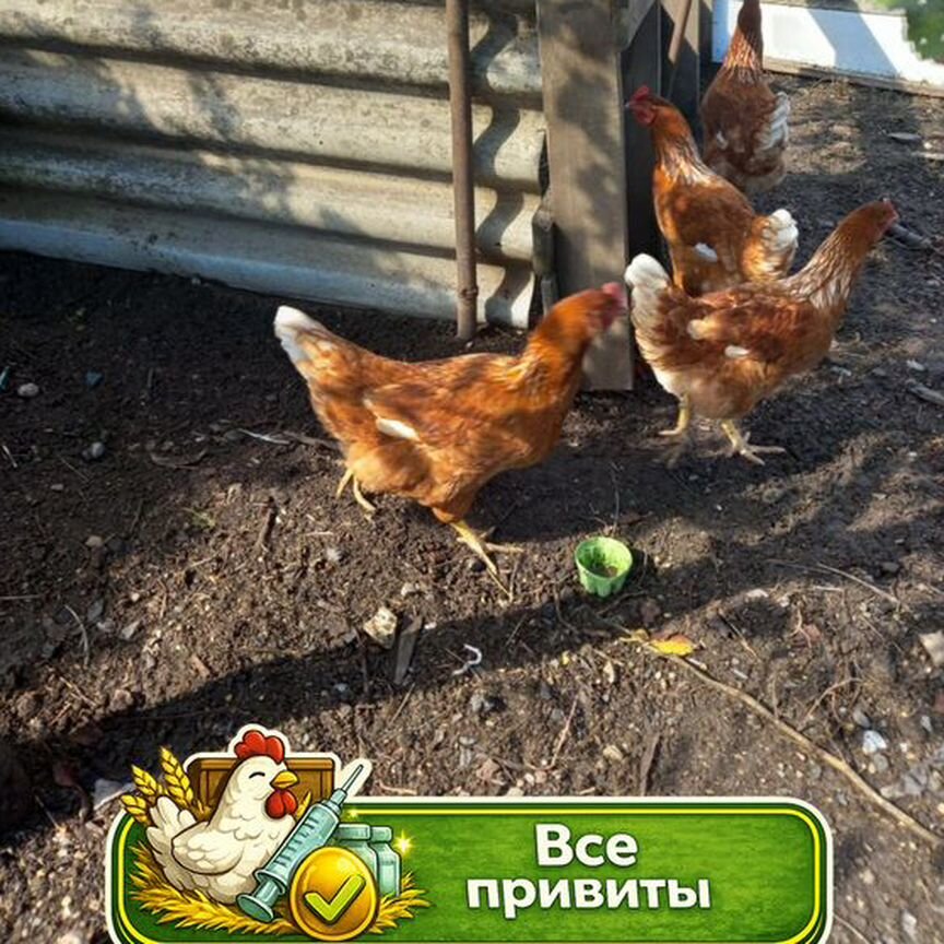 Куры несушки с доставкой