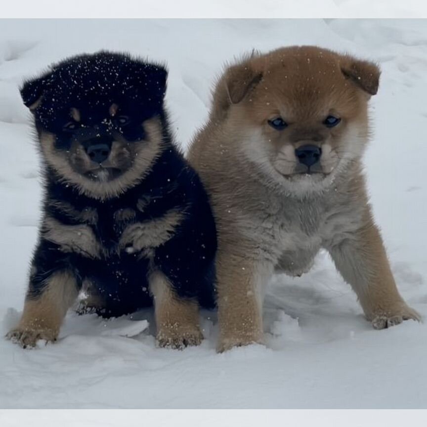 Сиба-ину, щенок