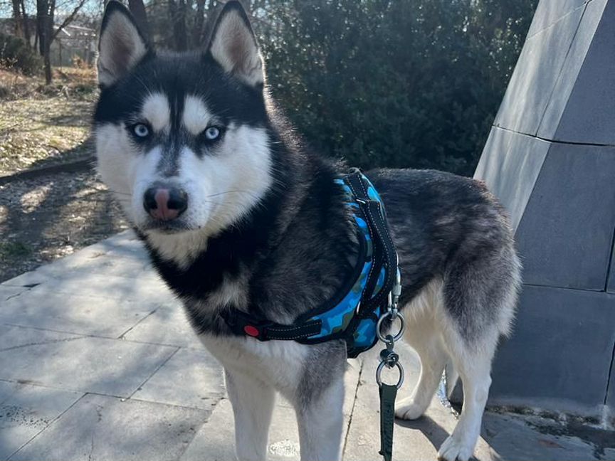 Хаски вязка