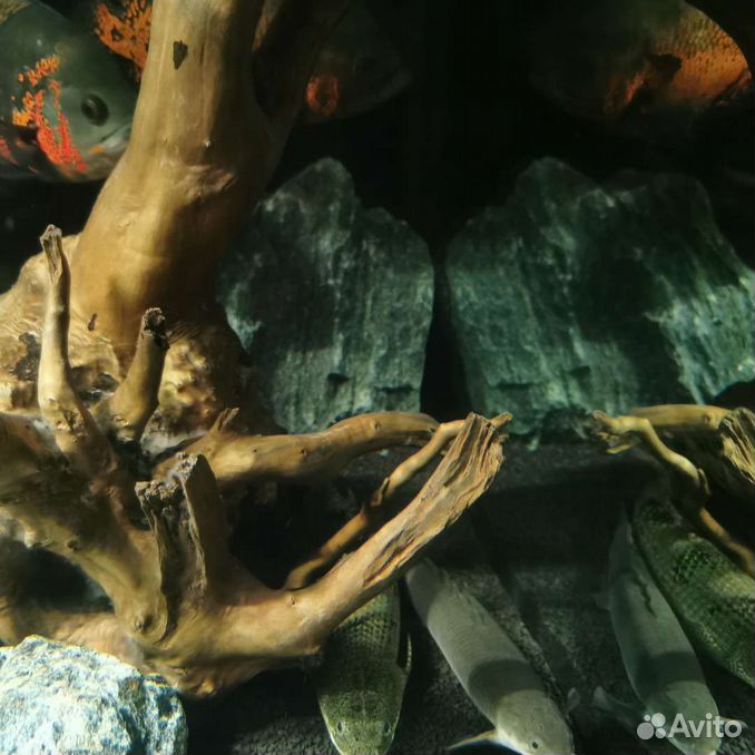 Полиптерус сенегальский пара