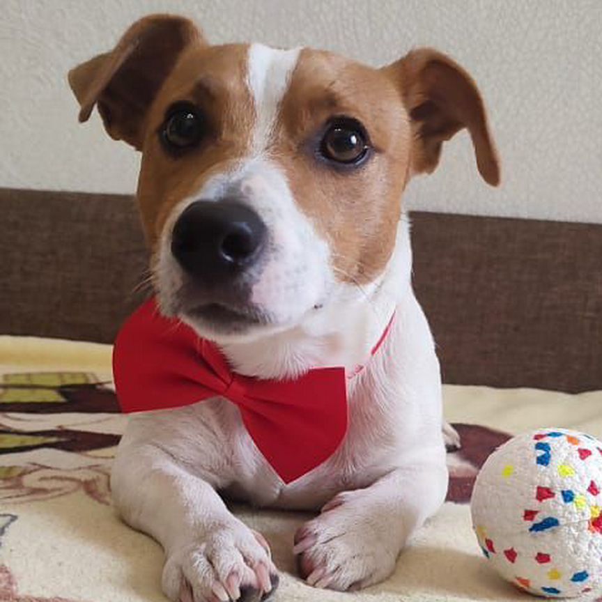 Случка, вязка собак