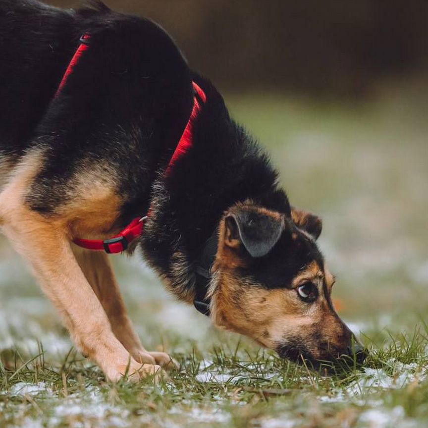 Взрослый пёс в добрые руки