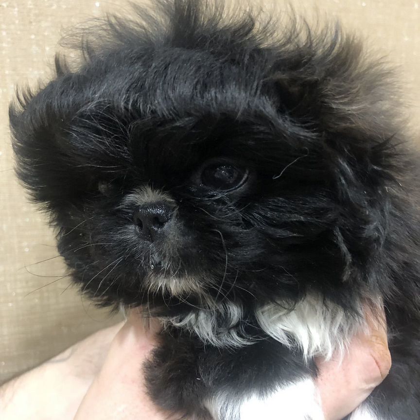 Очаровательные Породные детки