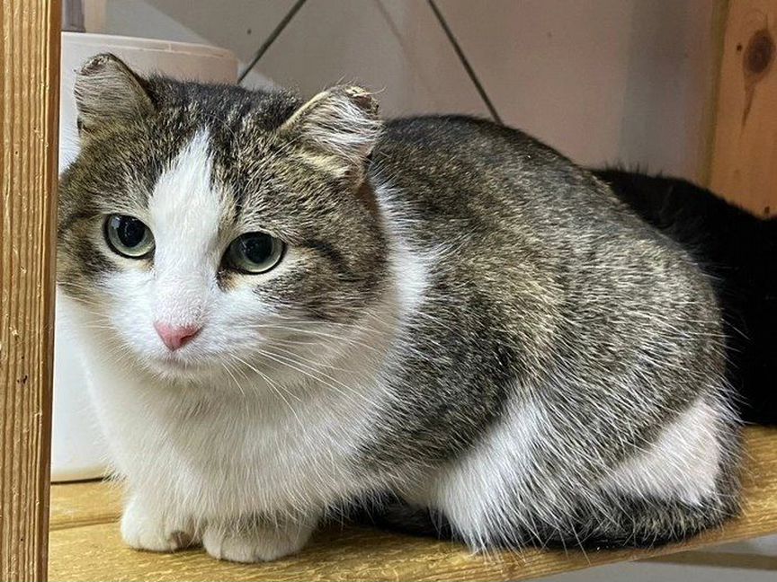 Кошка