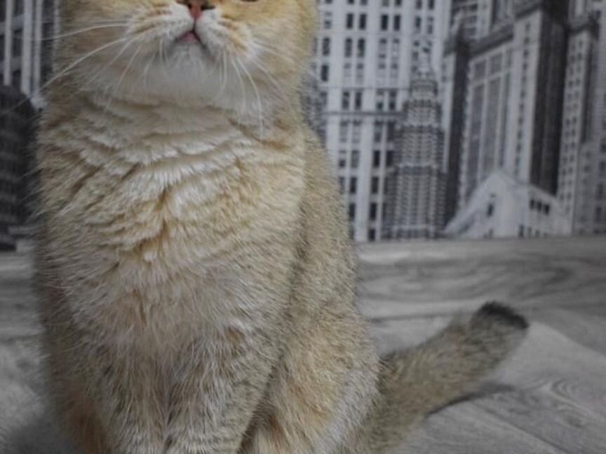 Шотландская девочка Скоттиш Фолд