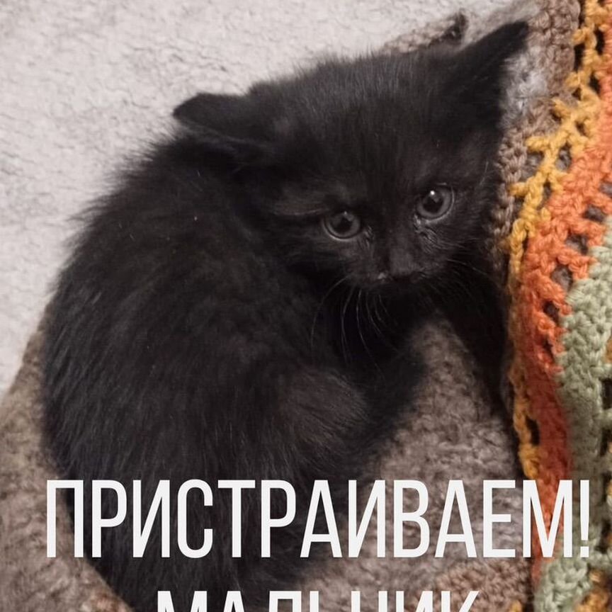 Котёнок в добрые руки