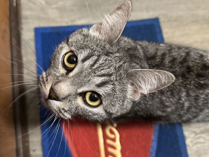 Отдам кота