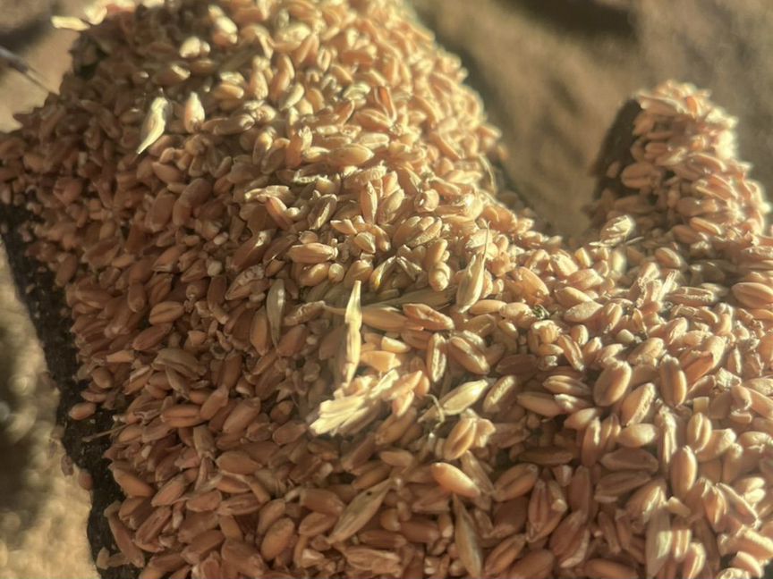 Пшеница фуражная