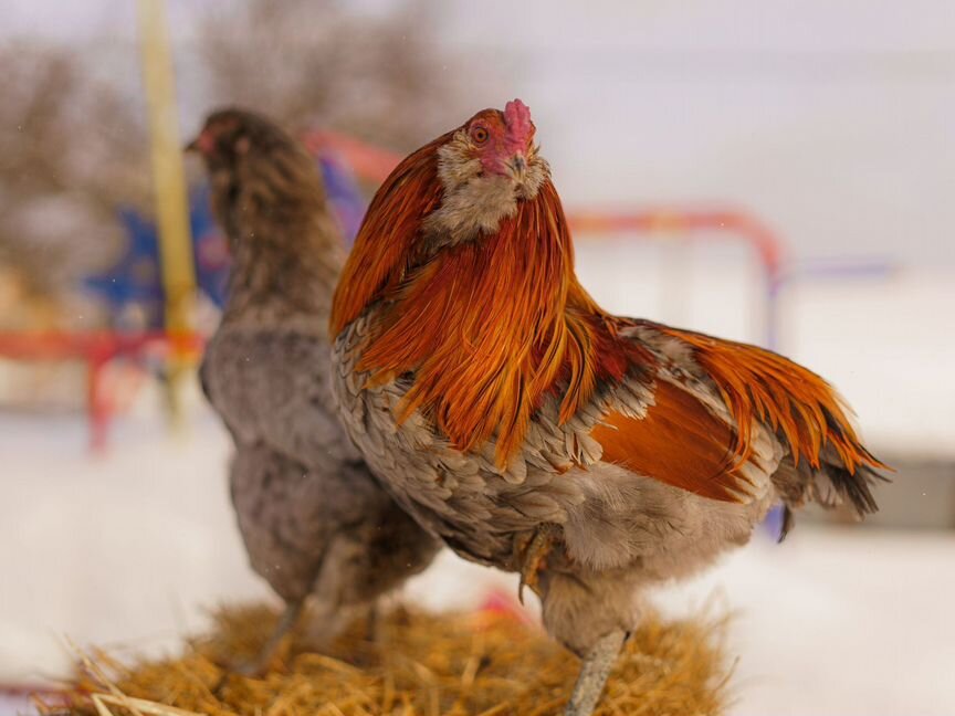 Араукана. Амераукана