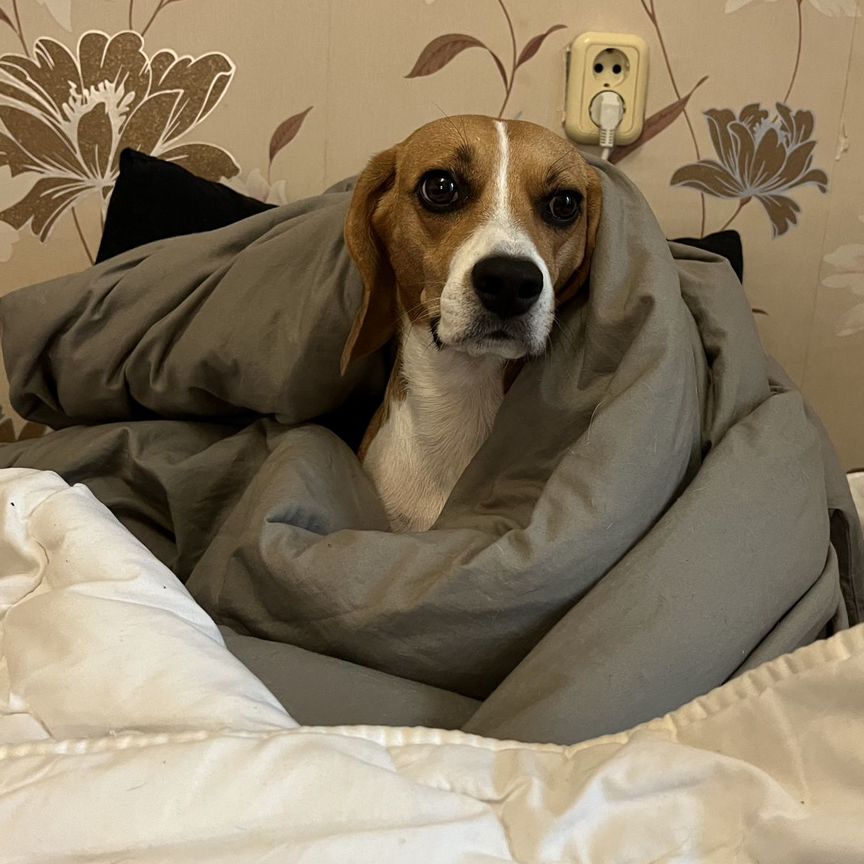 Бигль, взрослая собака