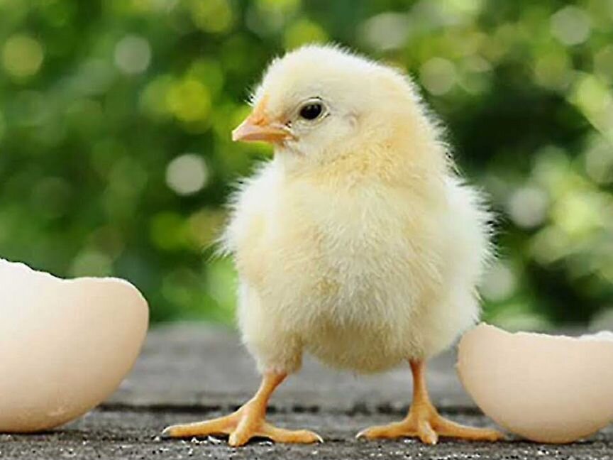 Подрощенные цыплята кобб 500 и росс 308