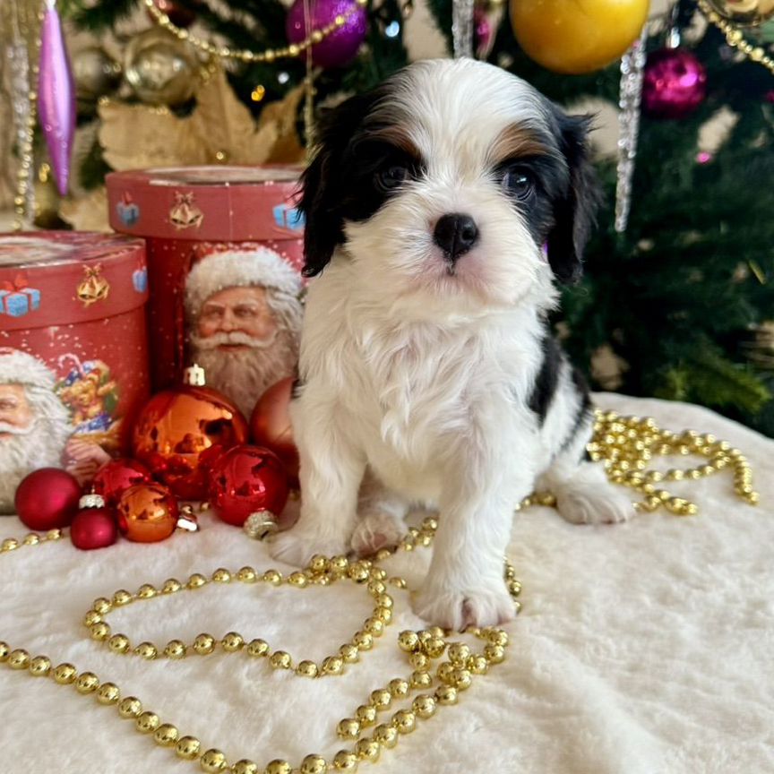 Кавалер кинг-чарльз-спаниель, щенок