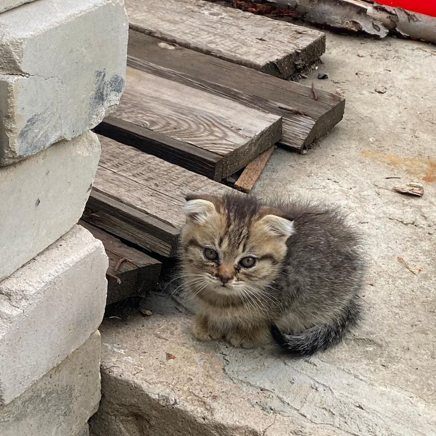Домашние животные котята бесплатно