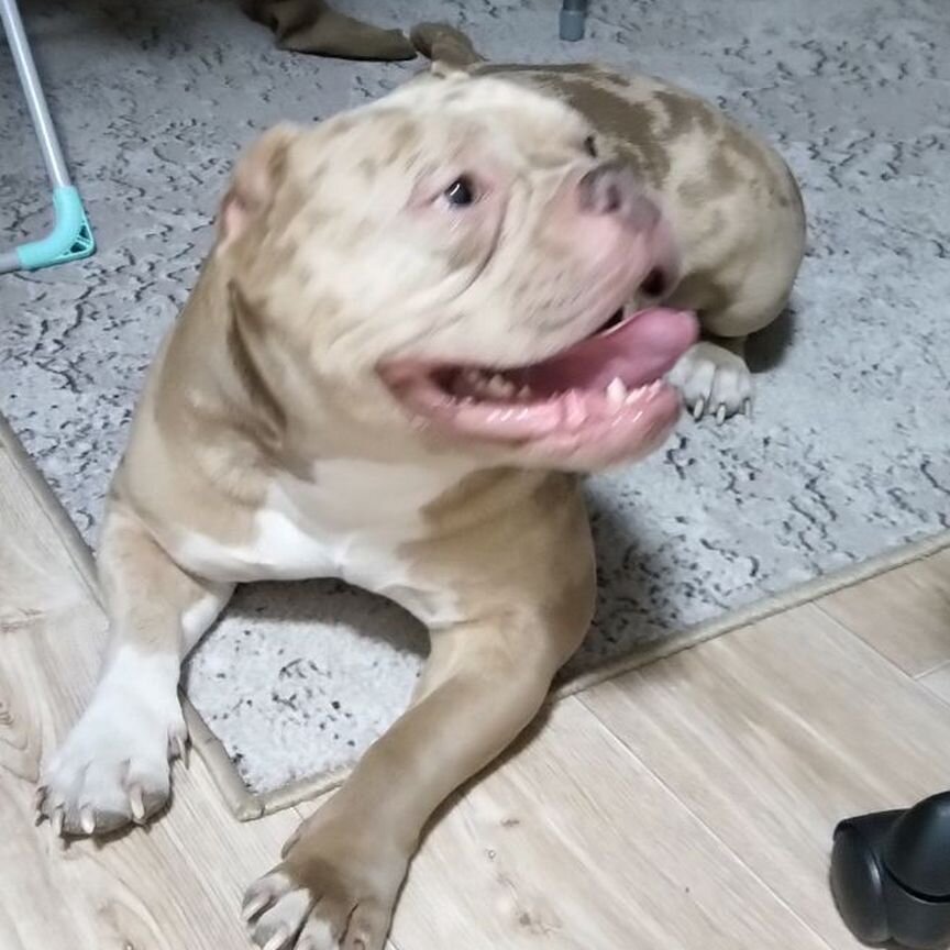 Американский булли покет вязка