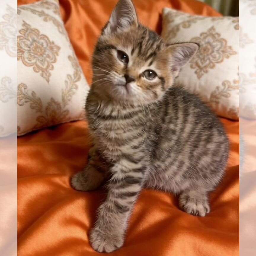 Шотландский вислоухий короткошёрстный котёнок