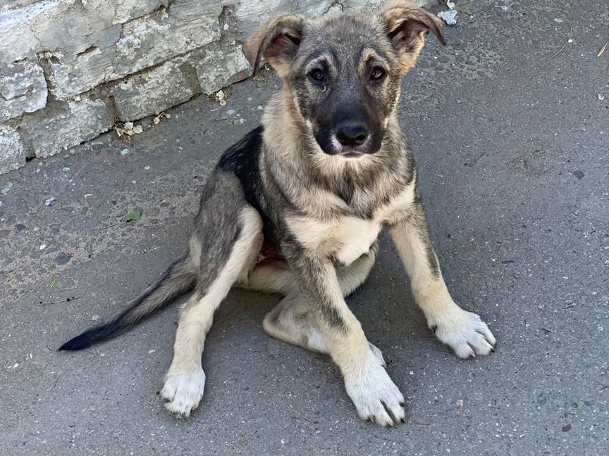 Щенки метисы овчарки