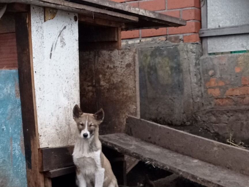 Западно сибирская лайка