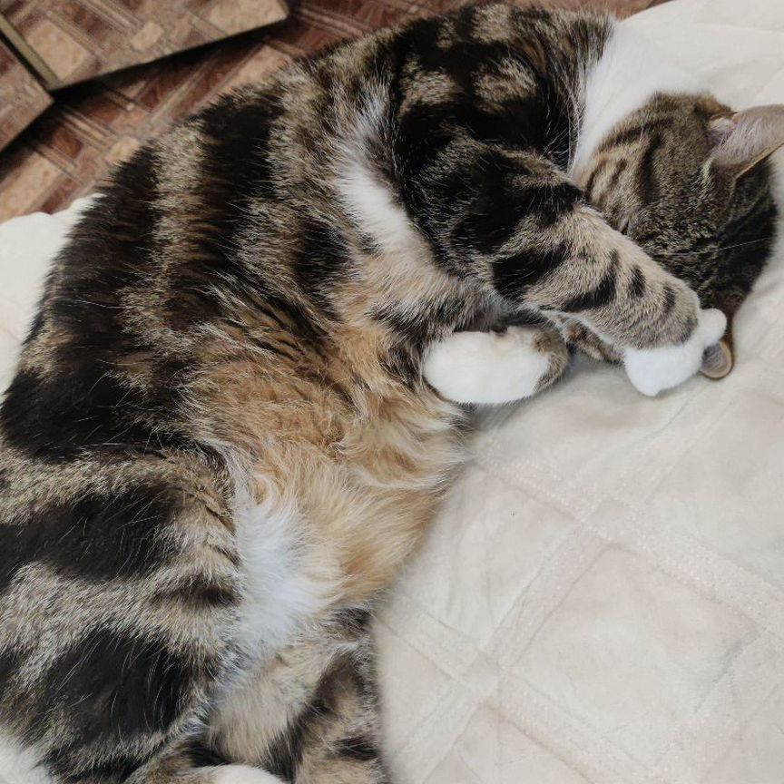 Кот шотландский