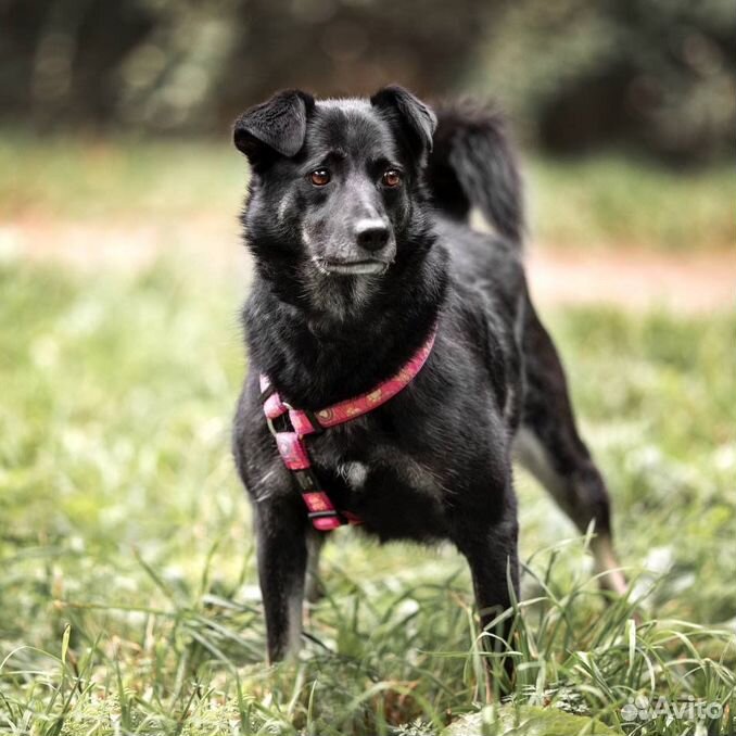 Собака в поисках дома / собака в дар бесплатно