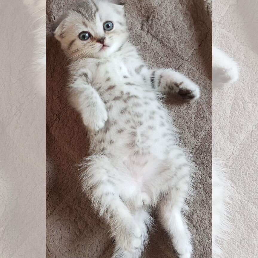 Шотландский вислоухий короткошёрстный котёнок