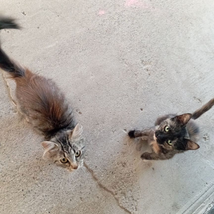 Кошки в добрые руки